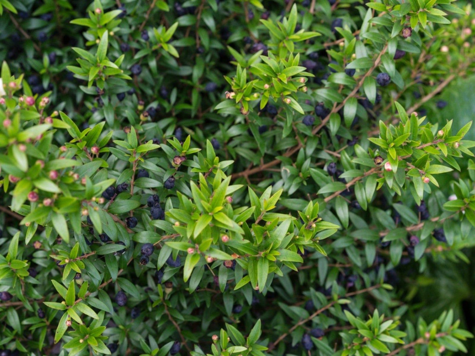 What Is Sweet Myrtle: Guide To Growing Sweet Myrtle In The Garden ...