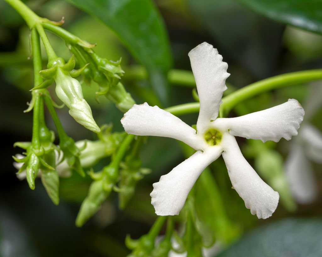 How to grow jasmine: expert tips on growing this scented climber ...