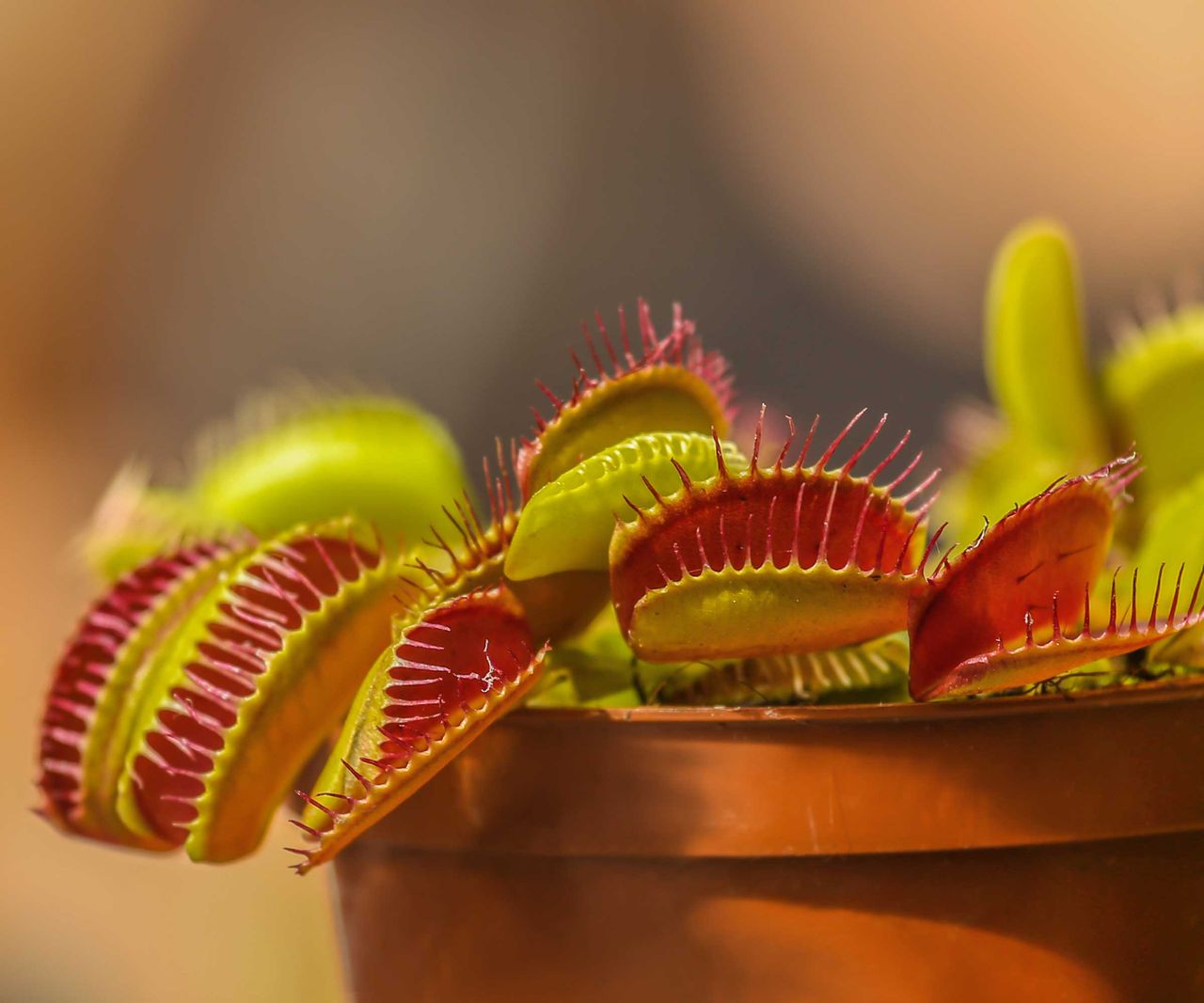How to propagate a Venus flytrap: three easy methods | Homes and Gardens