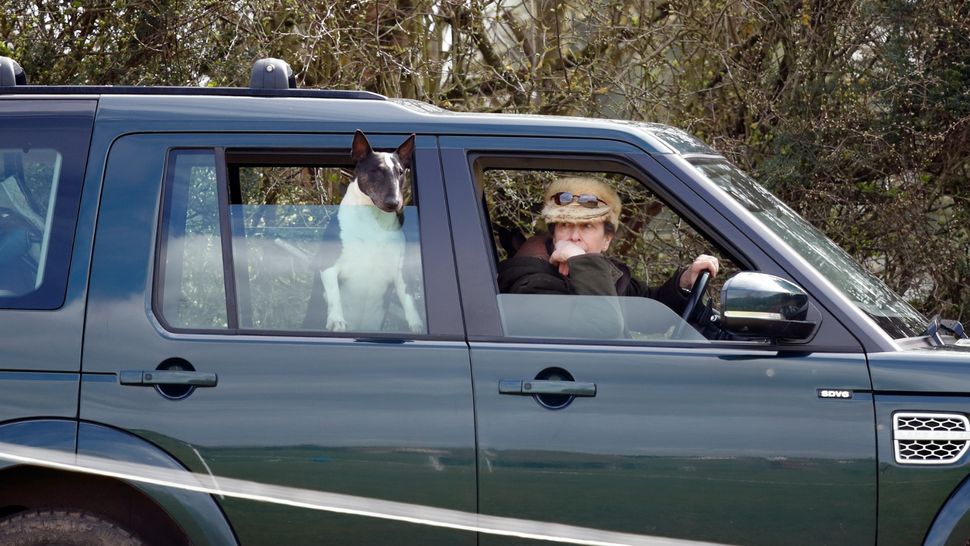 The Royal Family’s dogs: Everything you need to know | PetsRadar