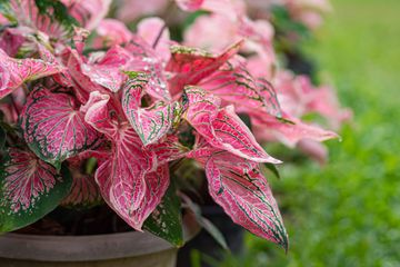 10 Best Filler Plants for Sparse Flowerbeds | Livingetc