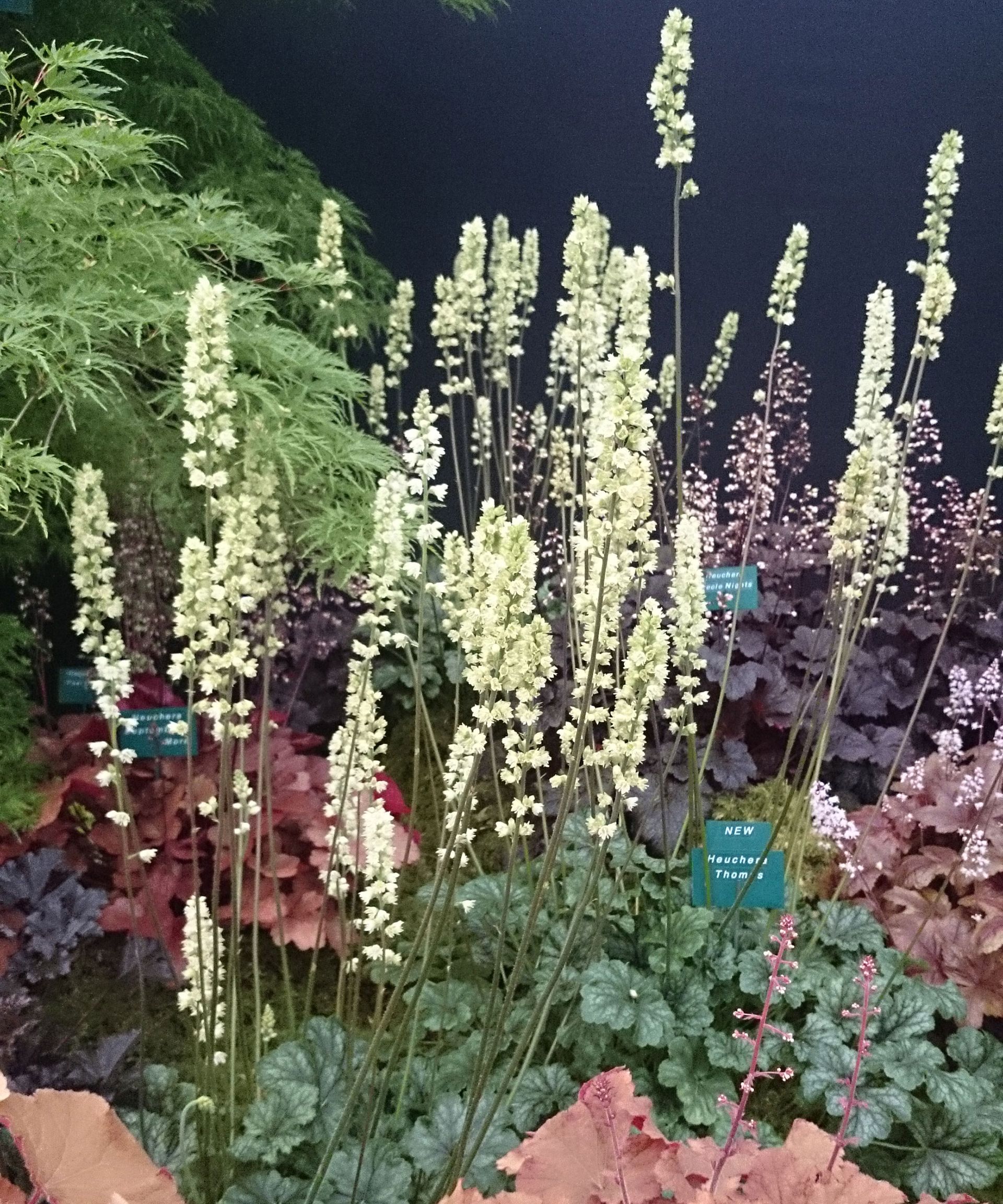 Heuchera varieties: 15 coral bells for foliage and flowers | Homes and ...