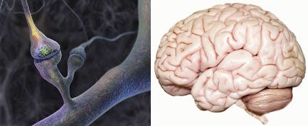 Left vs. Right: Battle in Brain Discovered | Live Science