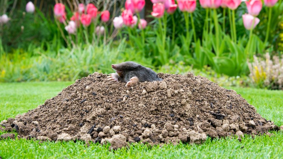 Moles: Habitat, habits and conservation | Live Science
