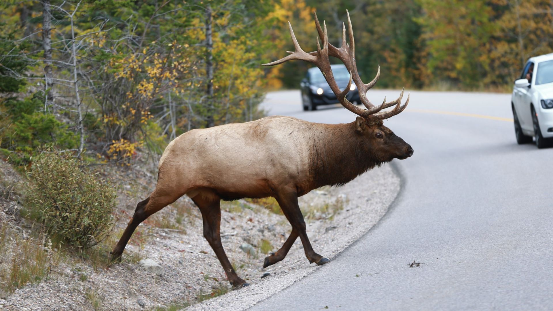 Tour guide's video shows hot-headed elk violently ramming park visitor ...