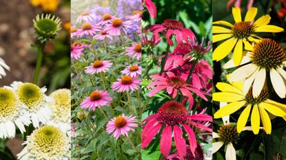 How to Grow Coneflowers — Planting, Care and Types to Choose | Livingetc