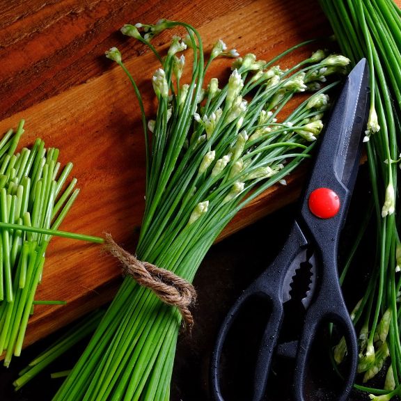 Garlic Chives Information | Gardening Know How