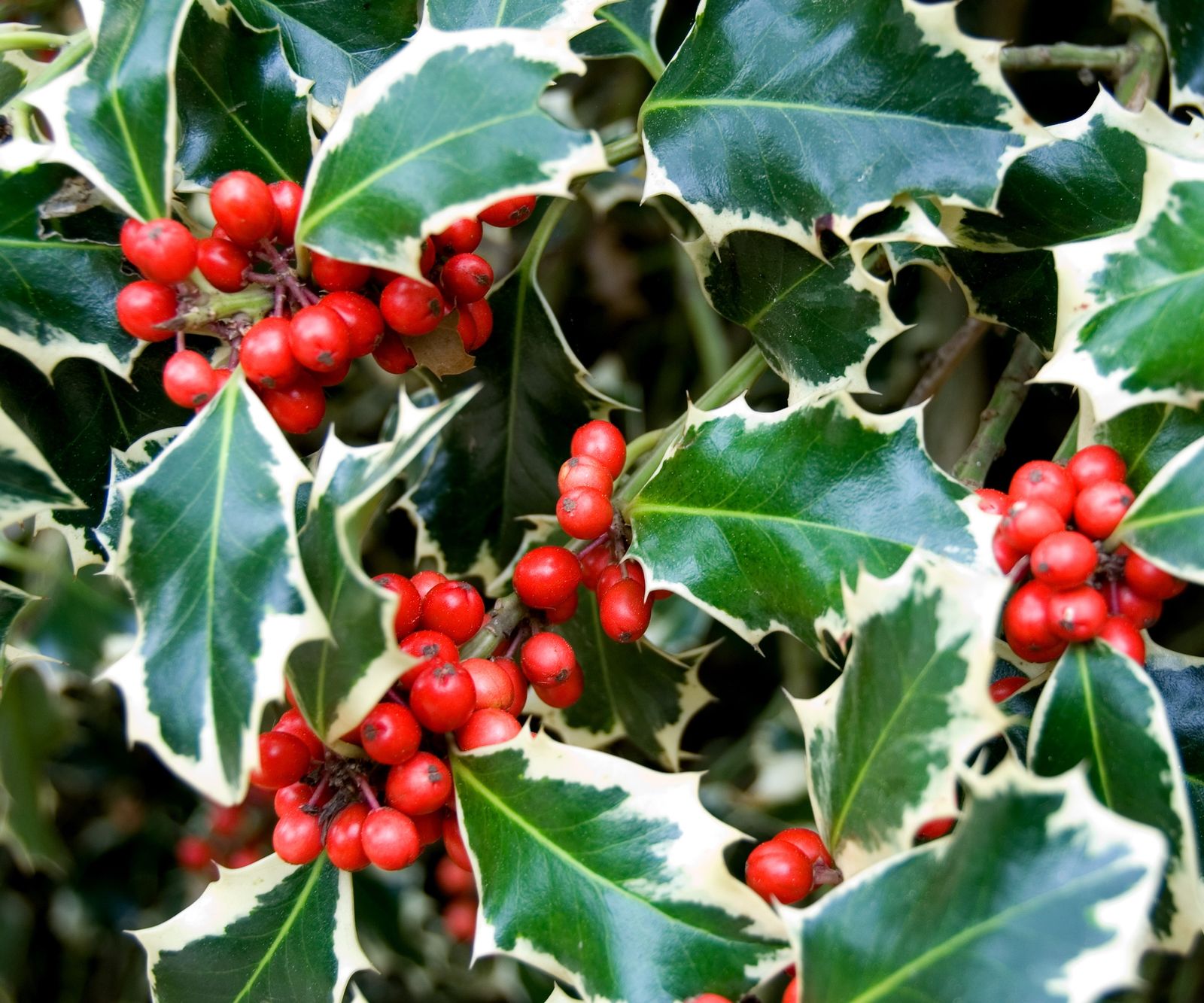 10 best wind-resistant shrubs for protection as well as color | Homes ...