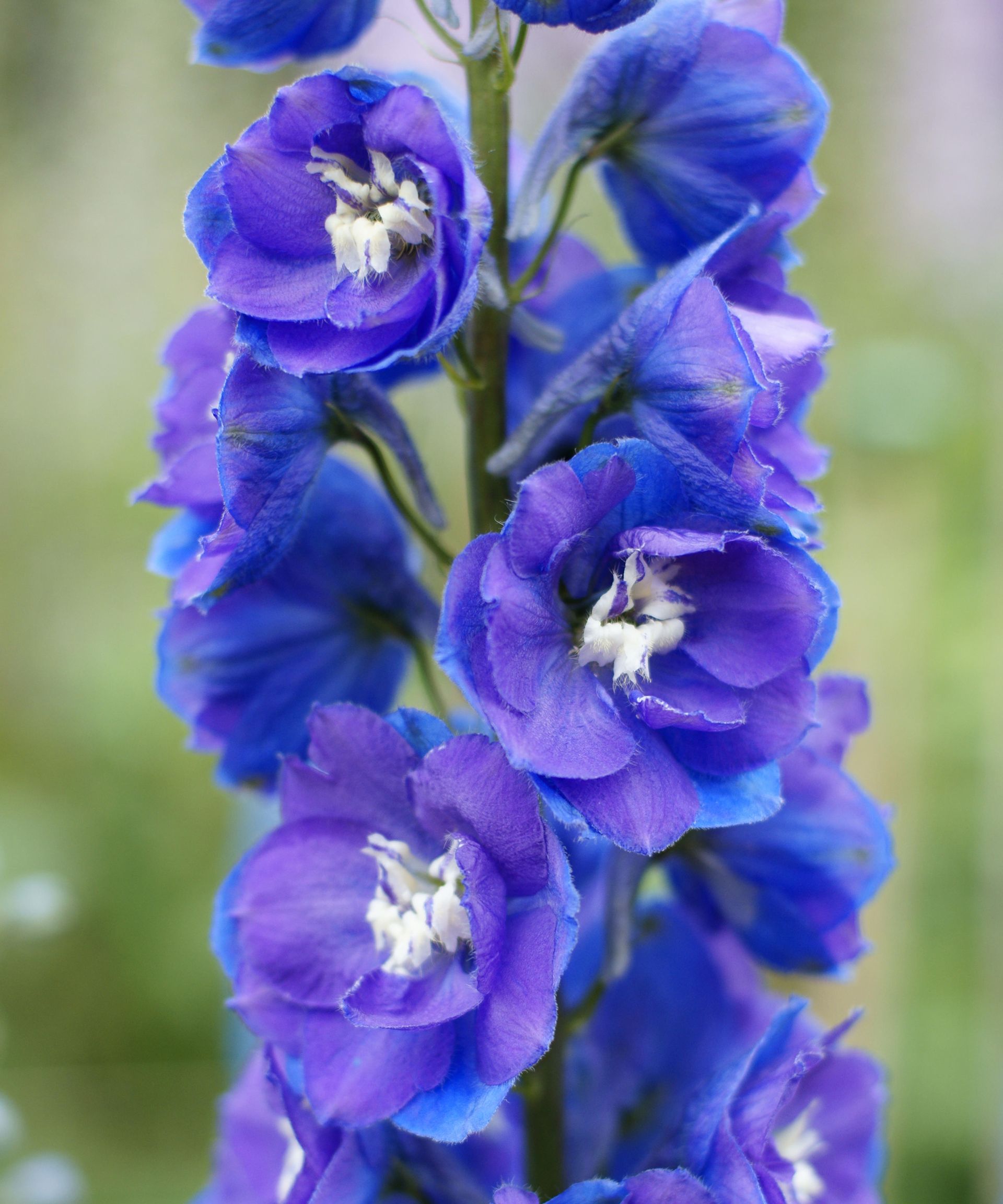 Types of delphiniums: 14 beautiful varieties for your yard | Homes and ...