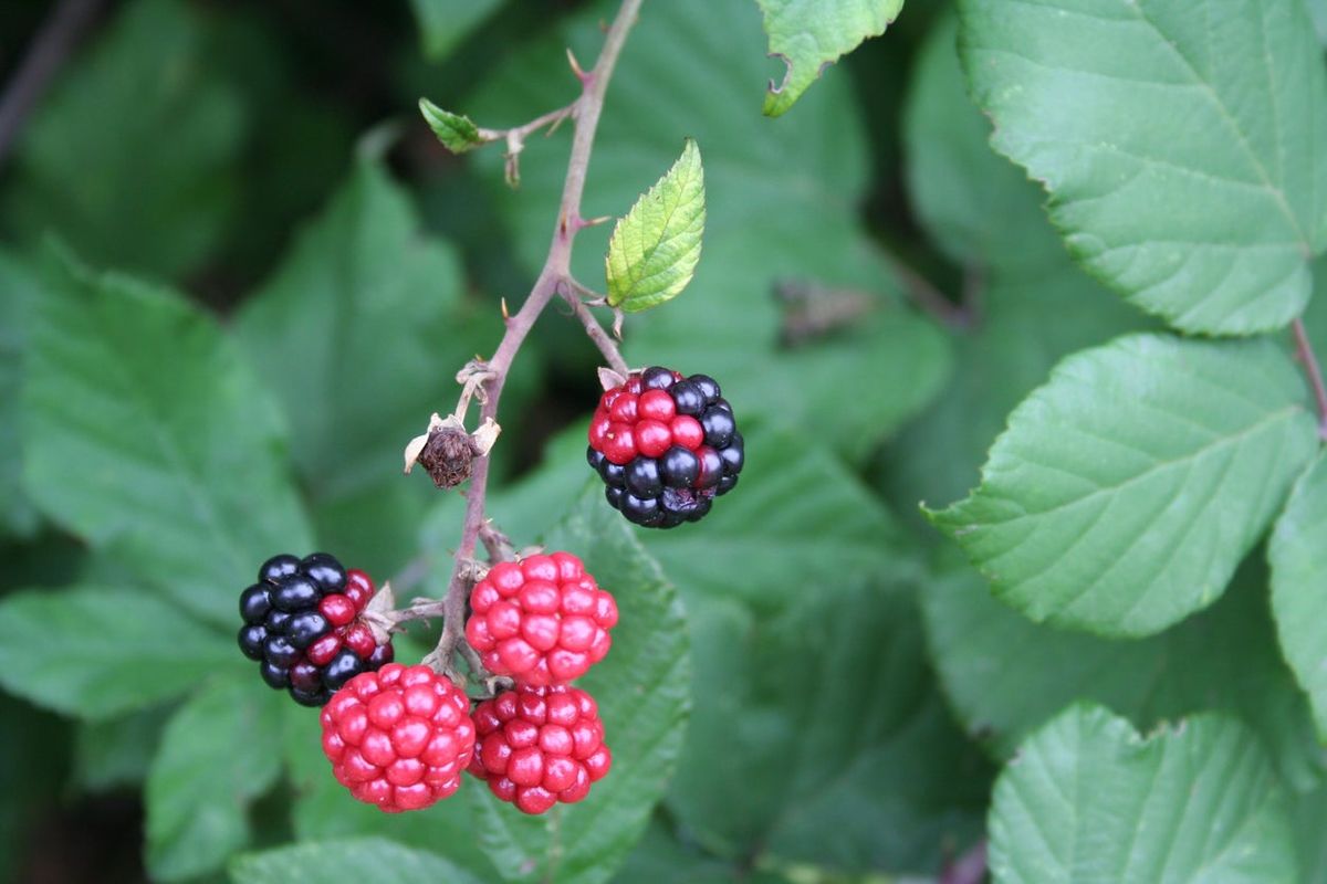 Redberry Mite Syndrome: Learn About Redberry Mites On Blackberries ...