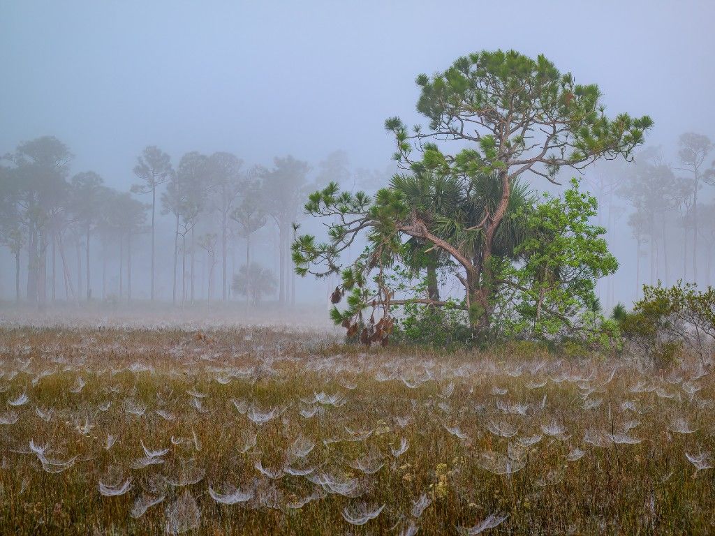 From Tennessee to Florida, Explore Our Complete Guide to Trees in the ...