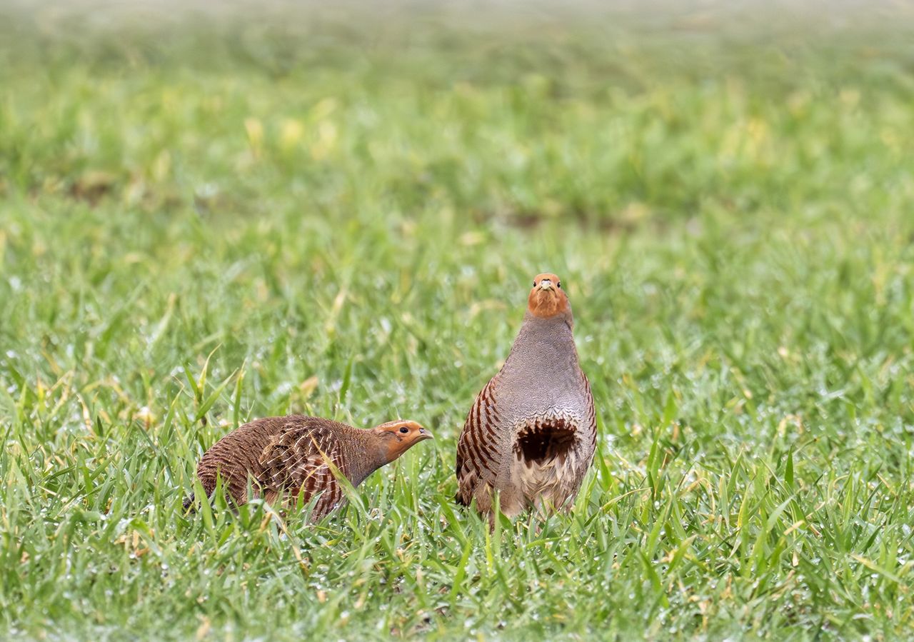 The truth about rewilding, by seven of Britain's most influential ...