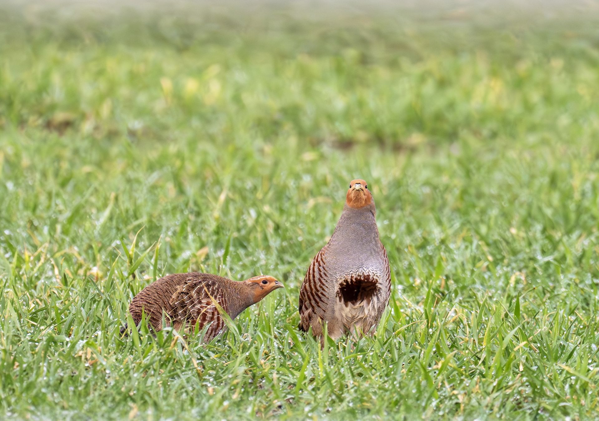 The truth about rewilding, by seven of Britain's most influential ...