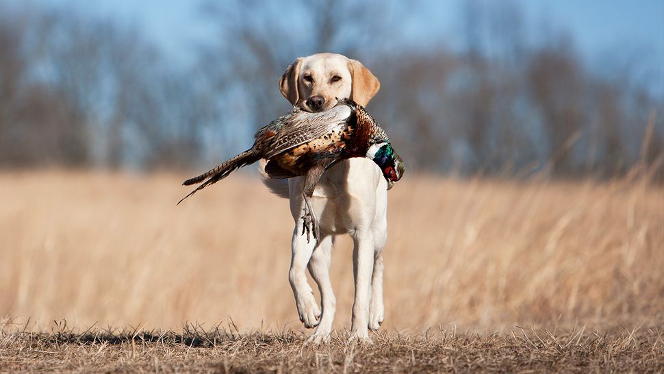 6 types of retriever breeds and what they all do | PetsRadar