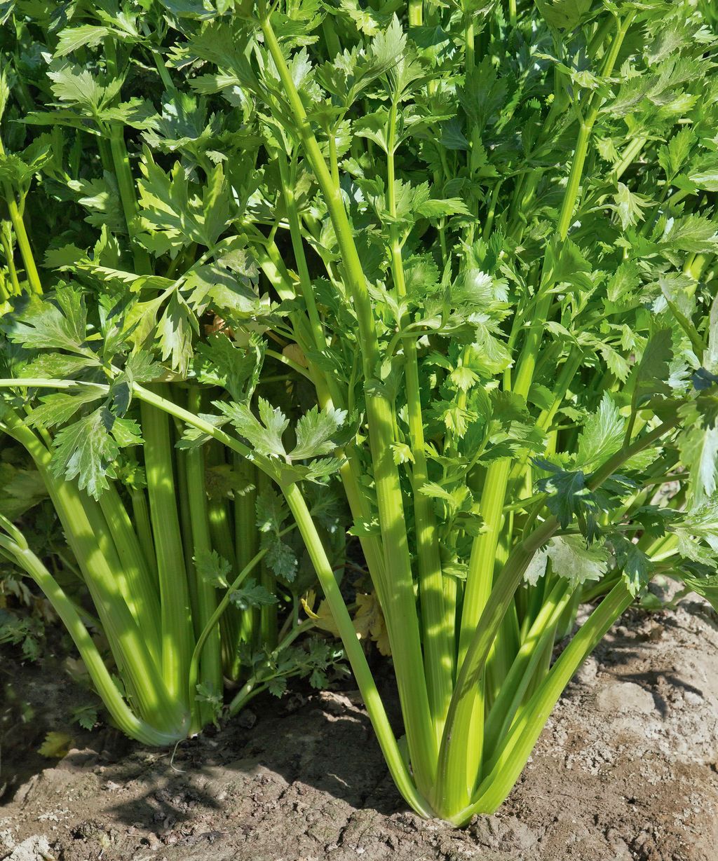 9 Cut And Come Again Crops For Small Spaces | Gardening Know How