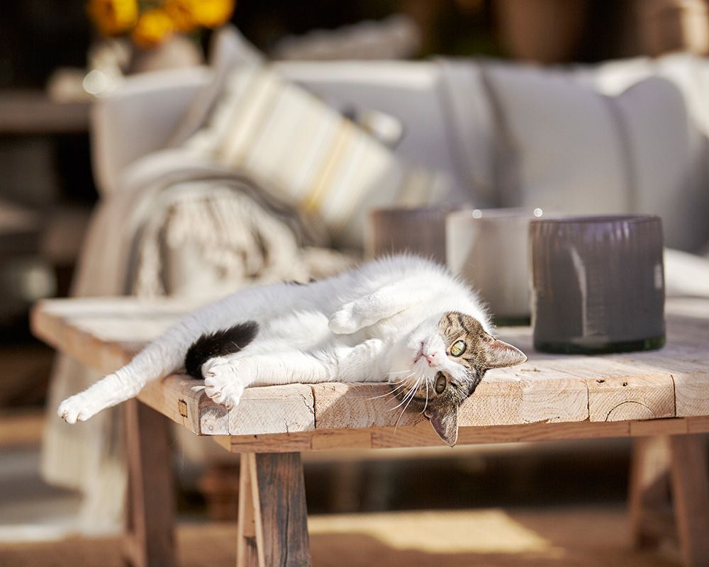 How to keep your pets cool in the heatwave –Pet cooling tips | Homes ...