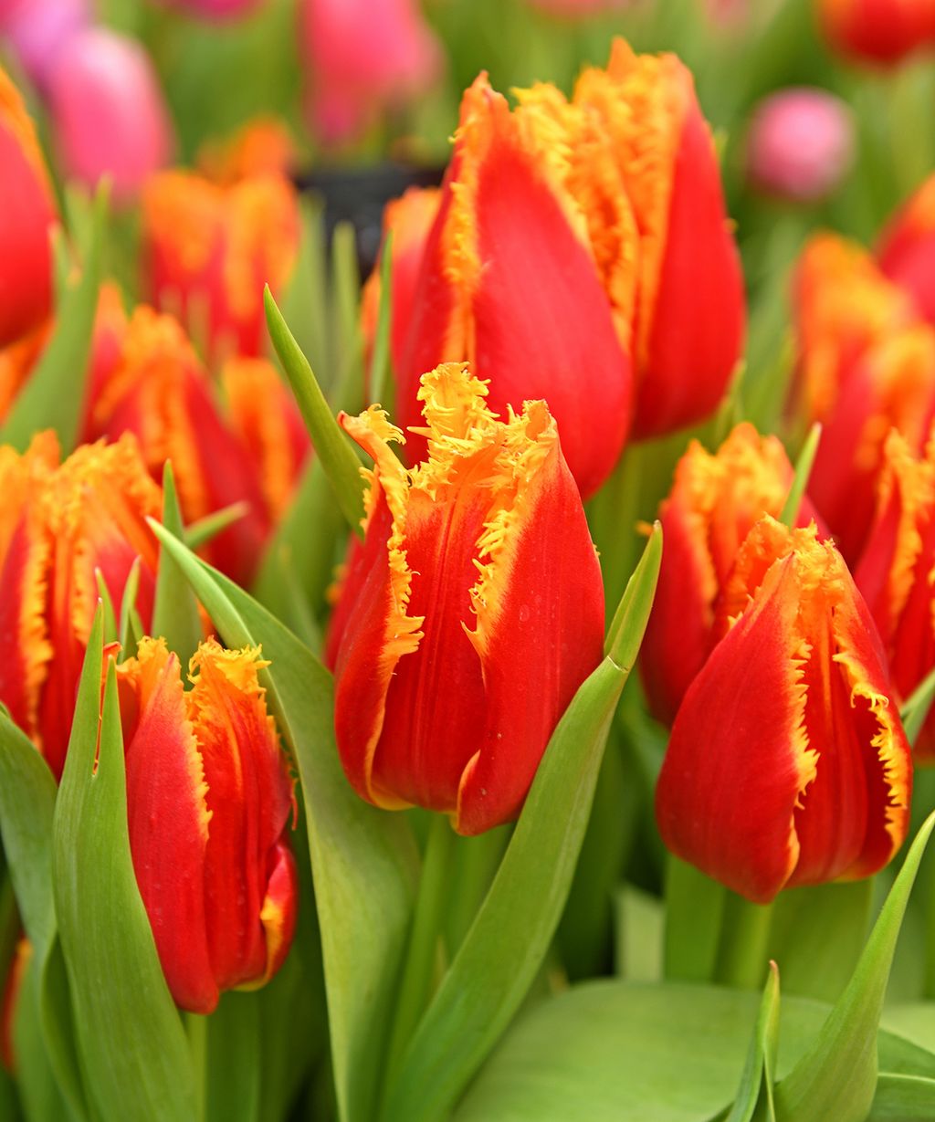 Best fringed tulip varieties: 7 picks to plant in fall | Homes and Gardens