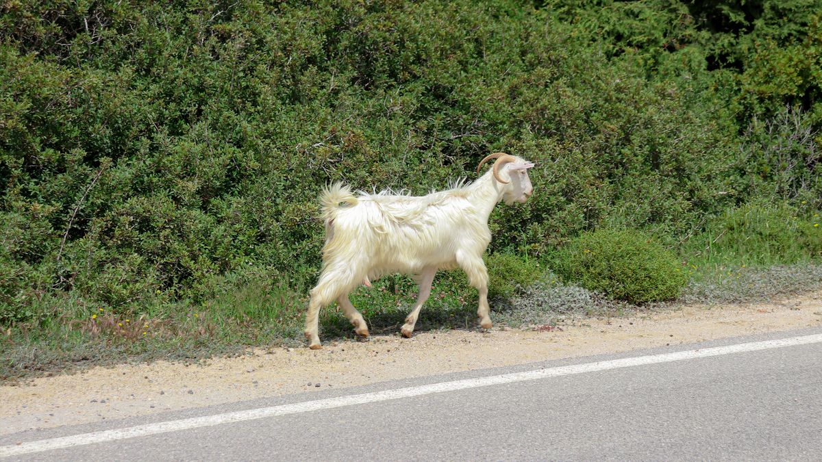 The Week contest: Goat runner | The Week