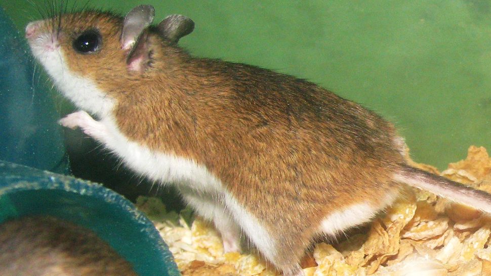 What is hantavirus? The rare but deadly respiratory illness spread by ...