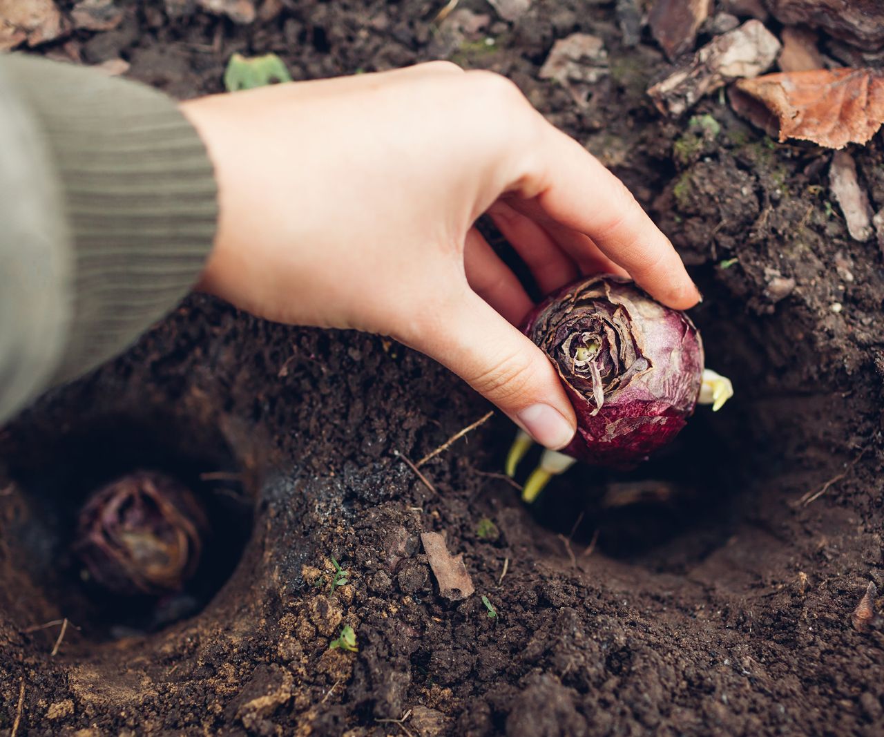 How deep to plant bulbs: know the correct depths | Homes and Gardens