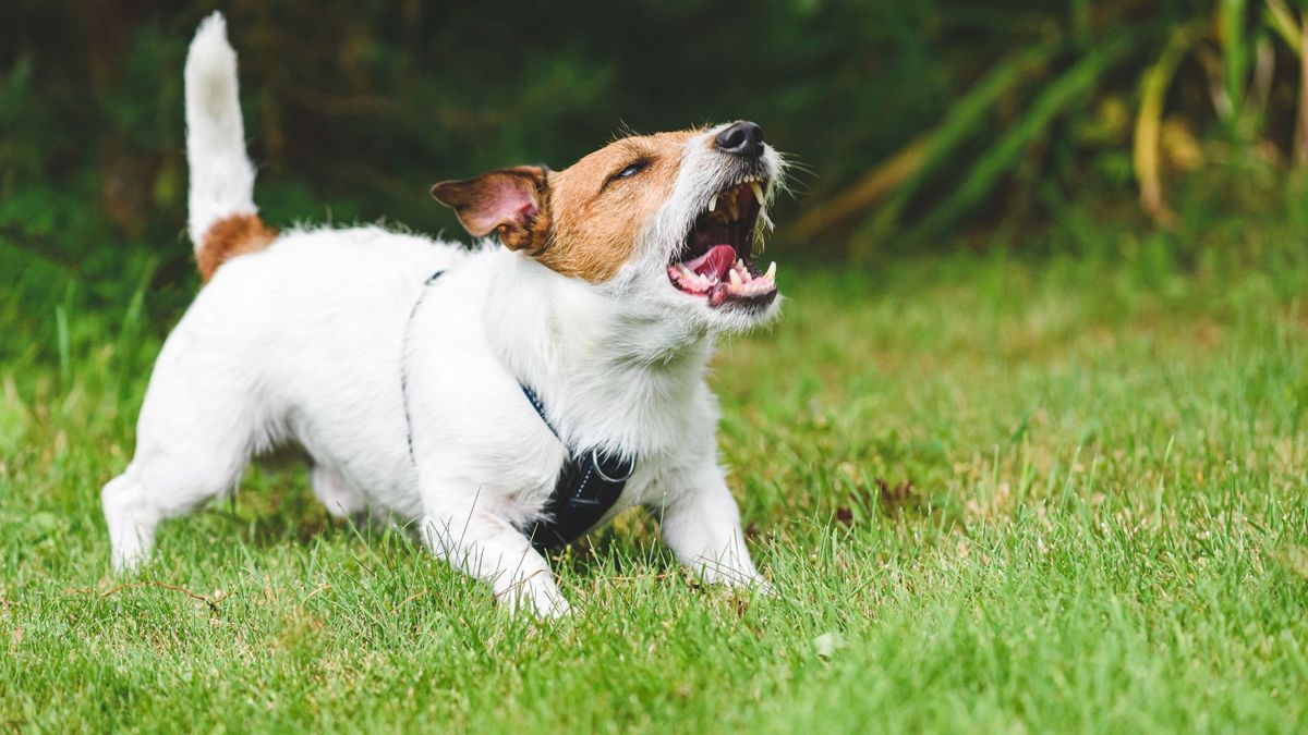 Aggression in dogs: everything a vet wants you to know | PetsRadar