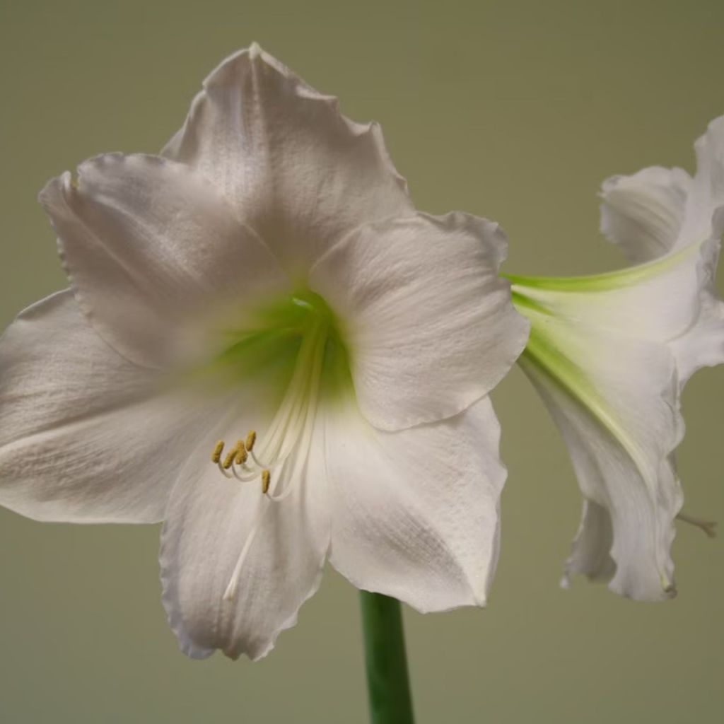 How to plant amaryllis bulbs in pots - a step-by-step guide | Ideal Home