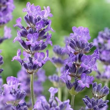 5 tick-repellent ground covers: deter pests in your yard | Homes and ...