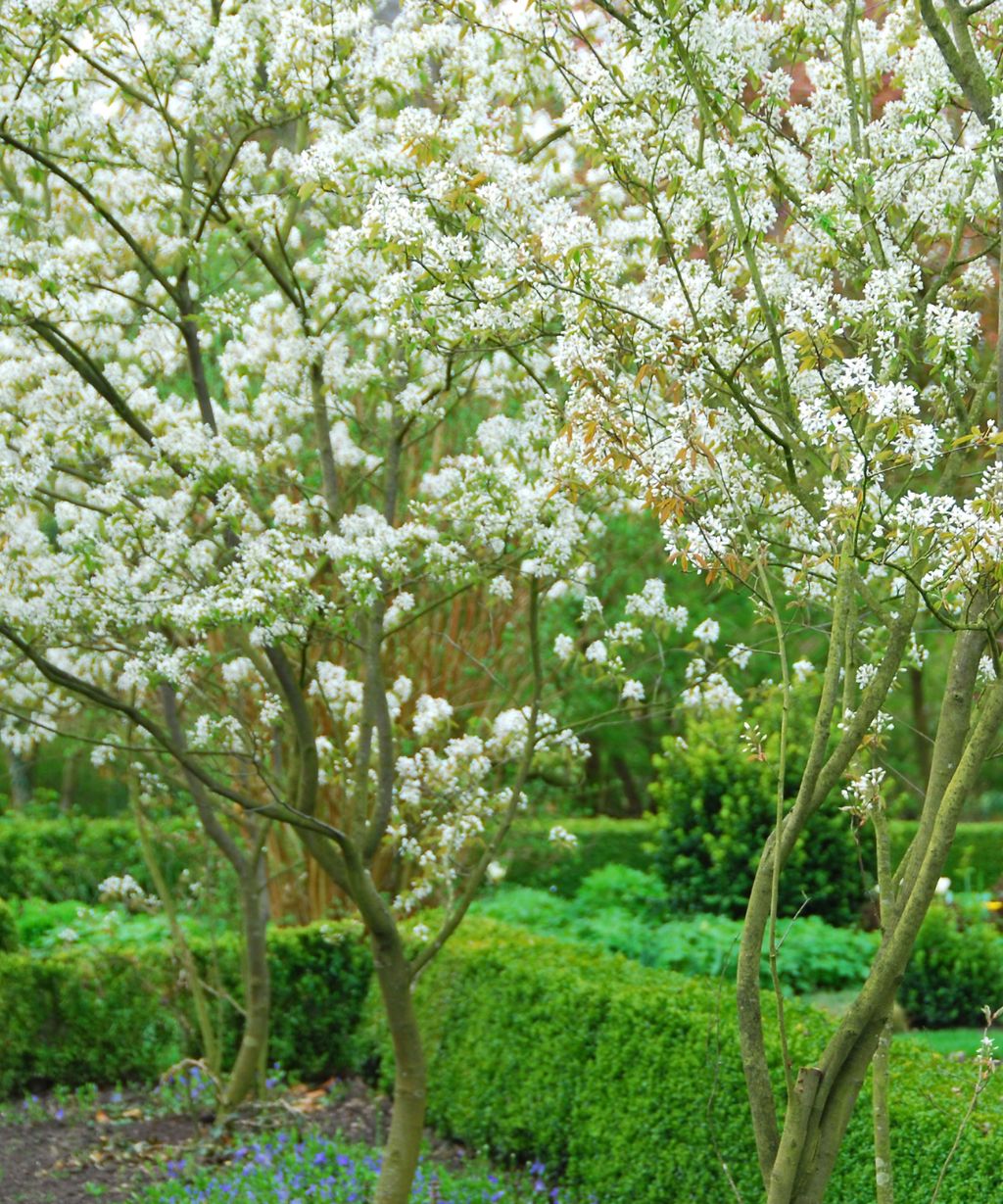 Best low-maintenance trees to make a front yard look expensive | Homes ...