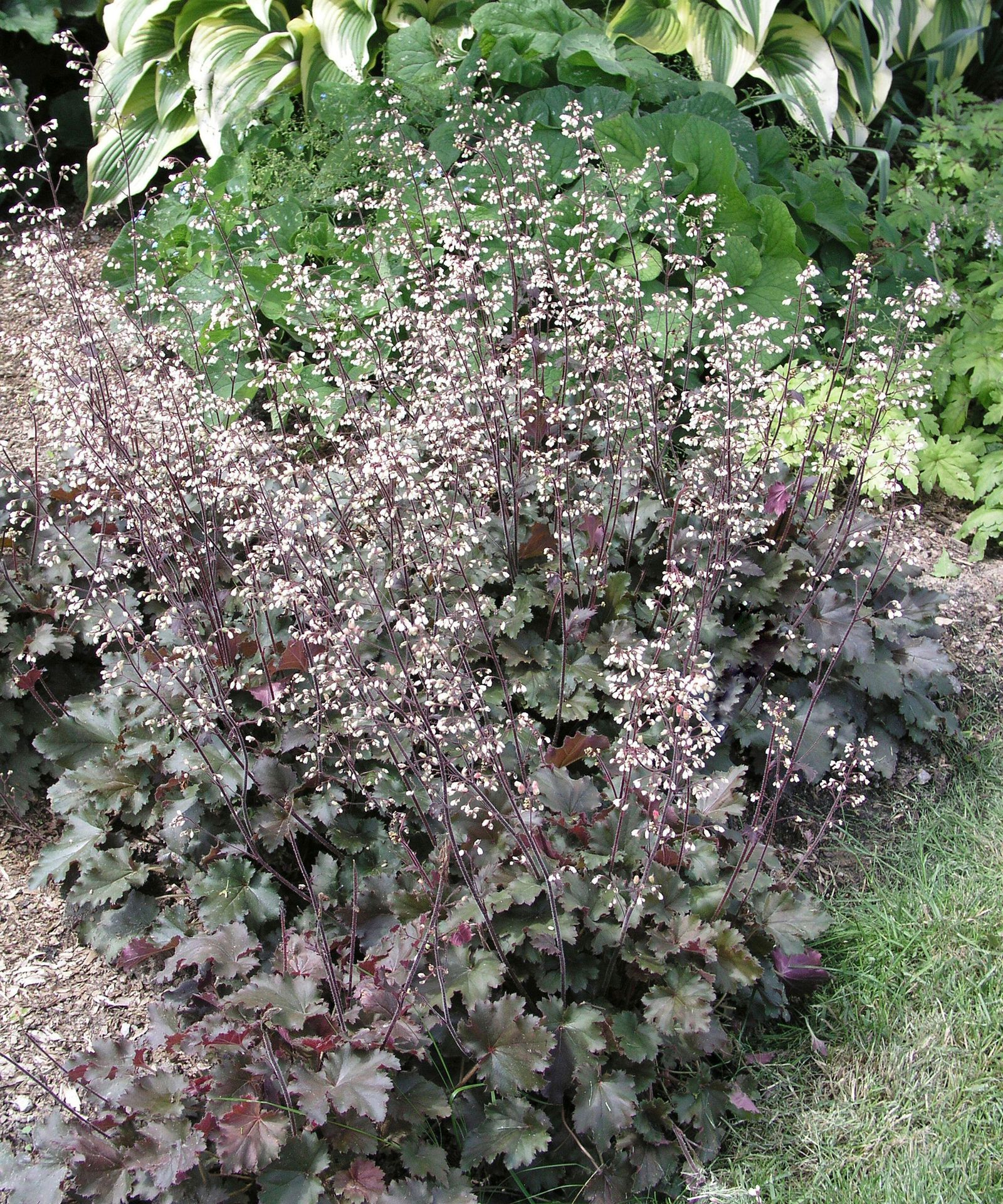 Heuchera varieties: 15 coral bells for foliage and flowers | Homes and ...