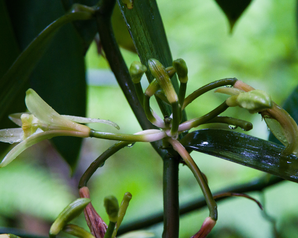 Experts reveal how to grow a vanilla bean orchid indoors | Homes and ...