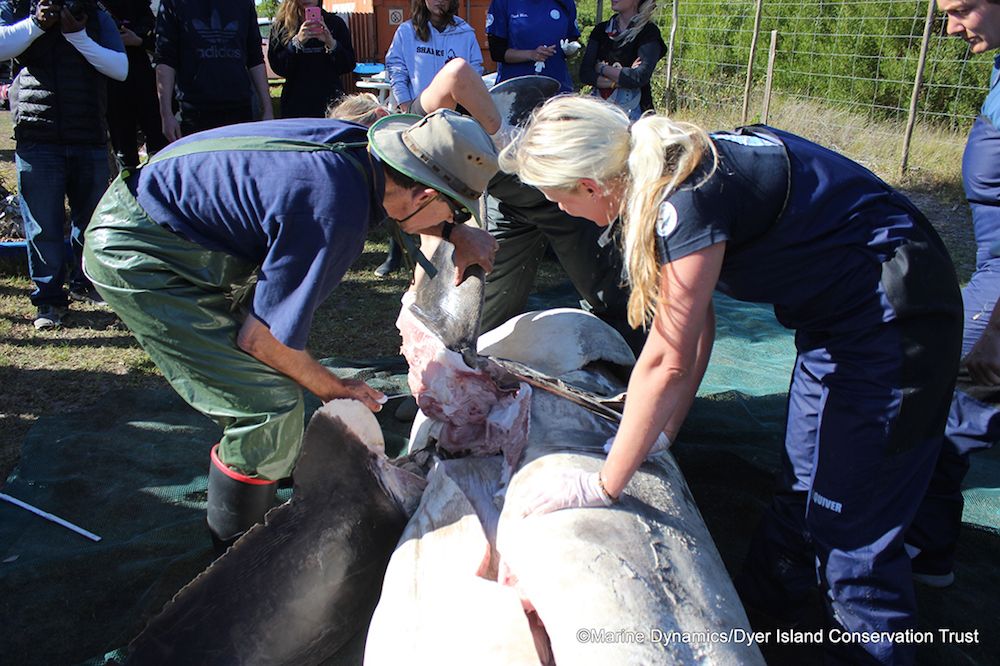 Photos: Orcas are chowing down on great-white-shark organs | Live Science