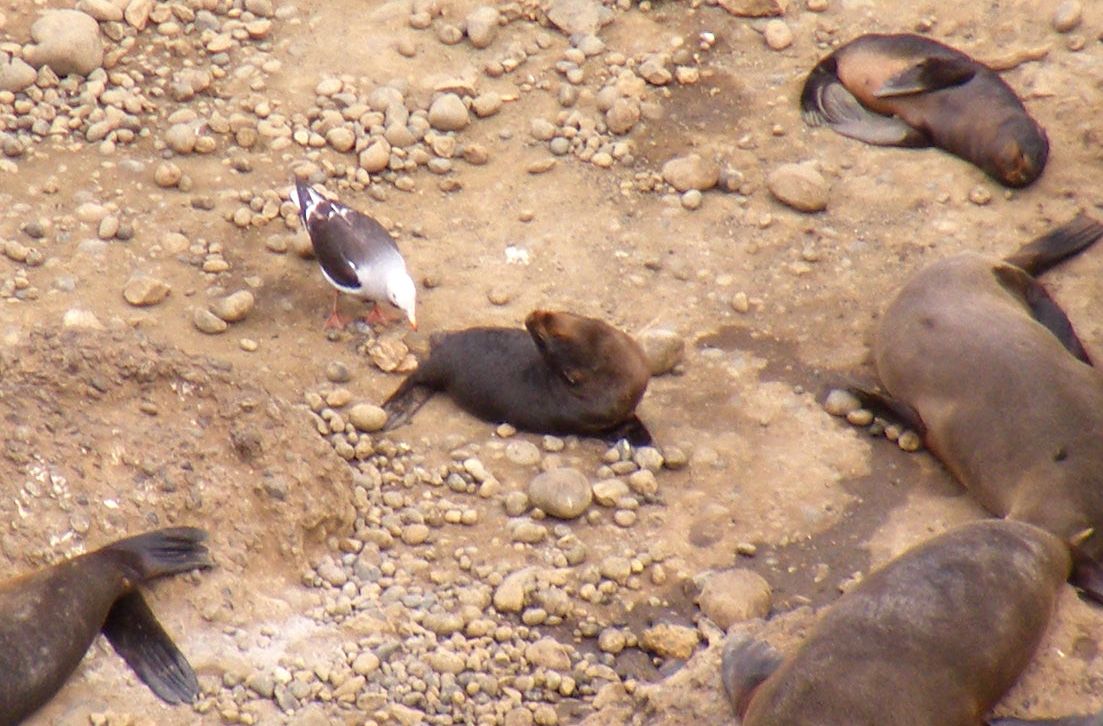 Gulls' Love of Baby Seal Poop Leads to Gouged Butts | Live Science