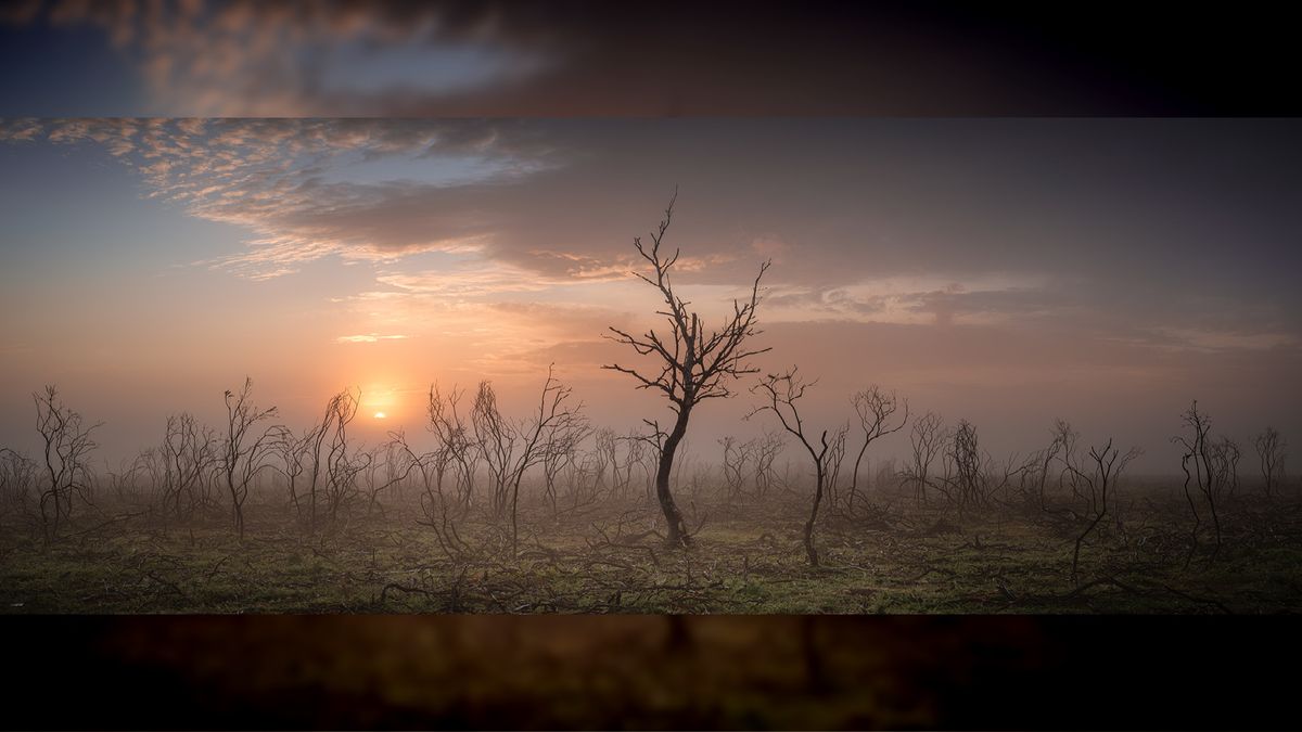 Stunning panoramic image of burnt out forest wins Landscape ...