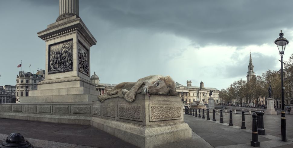 This wildlife photography shows the true beauty of lions | Digital ...