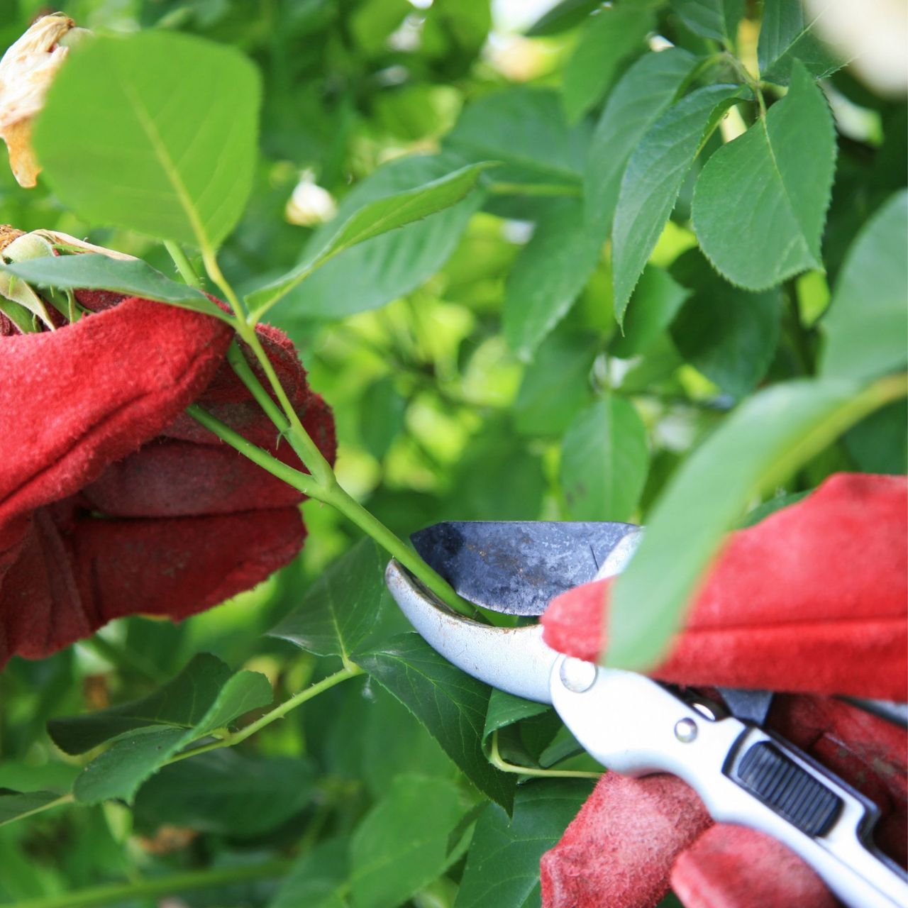 The rose deadheading mistakes that could kill your plants | Ideal Home