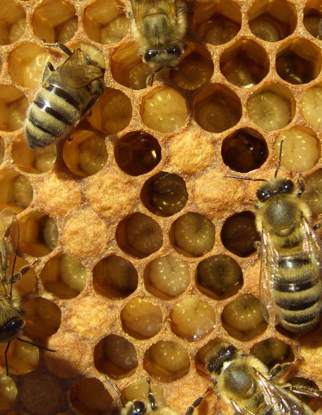 Bees Do It: Brain Aging Reversed | Alzheimer’s & Dementia | Live Science