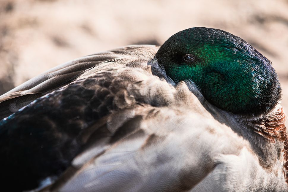 Canon School: Set up your Canon EOS camera for silent shooting ...