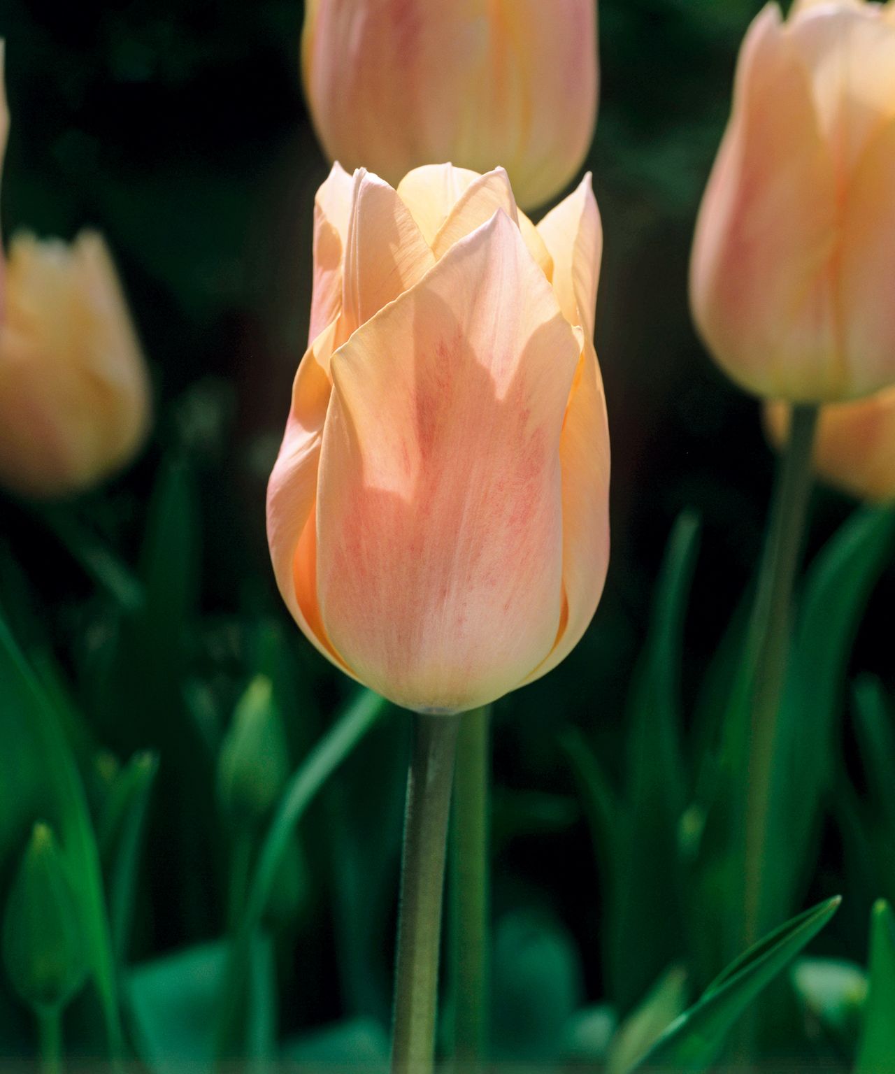 7 Peach Fuzz Flowers Inspired By Pantone’s Color Of The Year ...