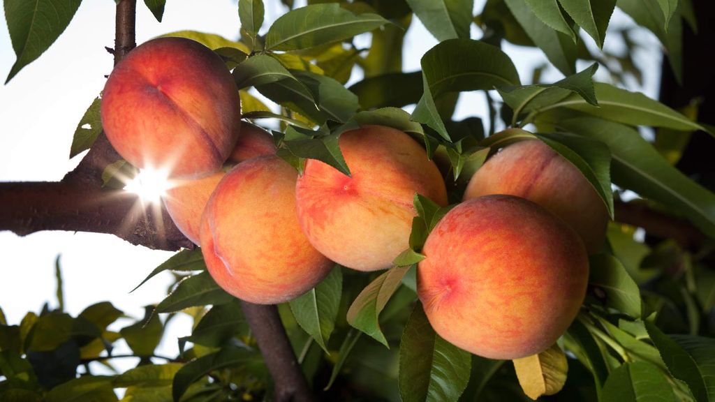 When to plant a peach tree - how to know the time is right | Homes and ...