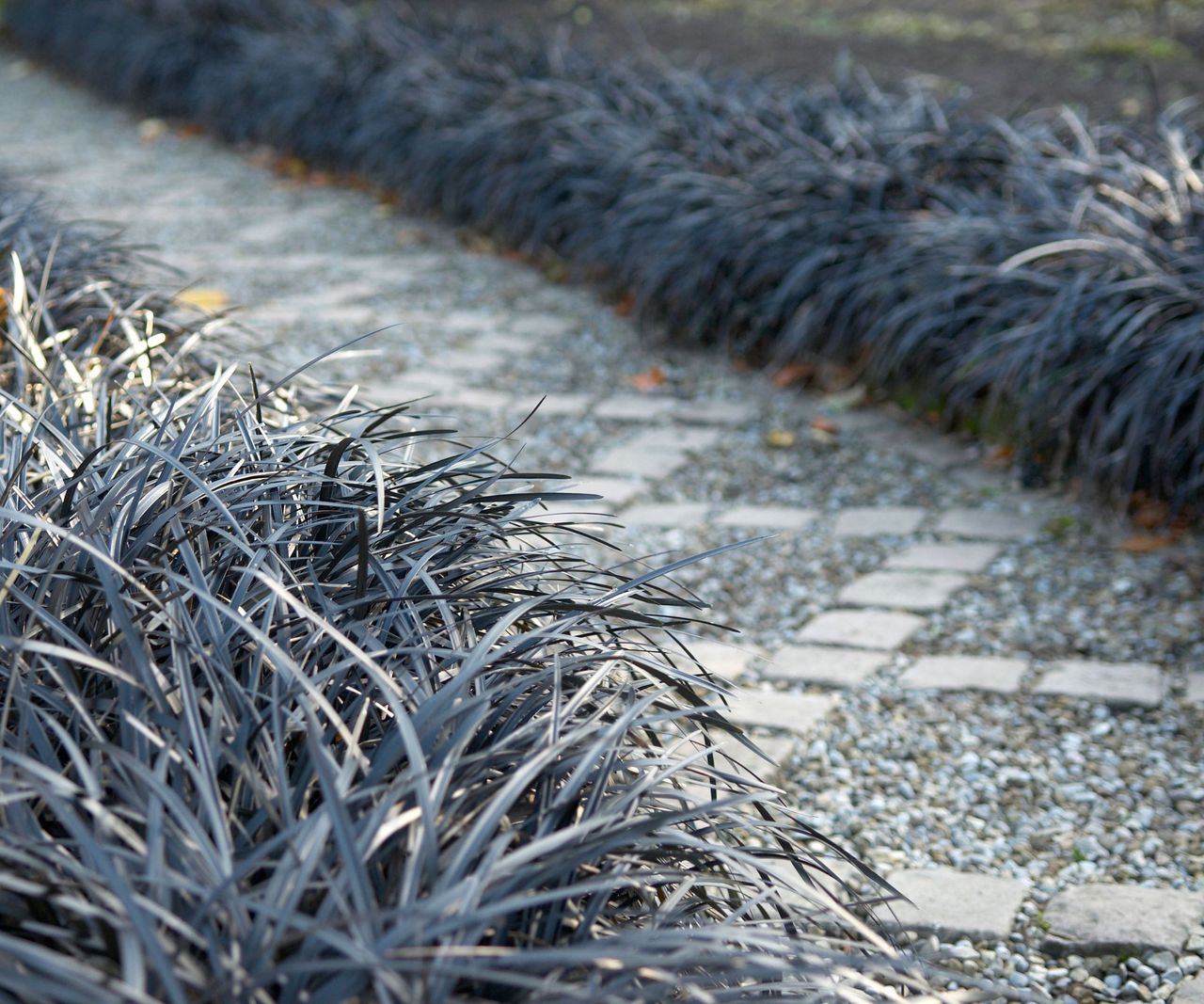 Best drought-tolerant ground cover plants: 12 low-growing plants ...