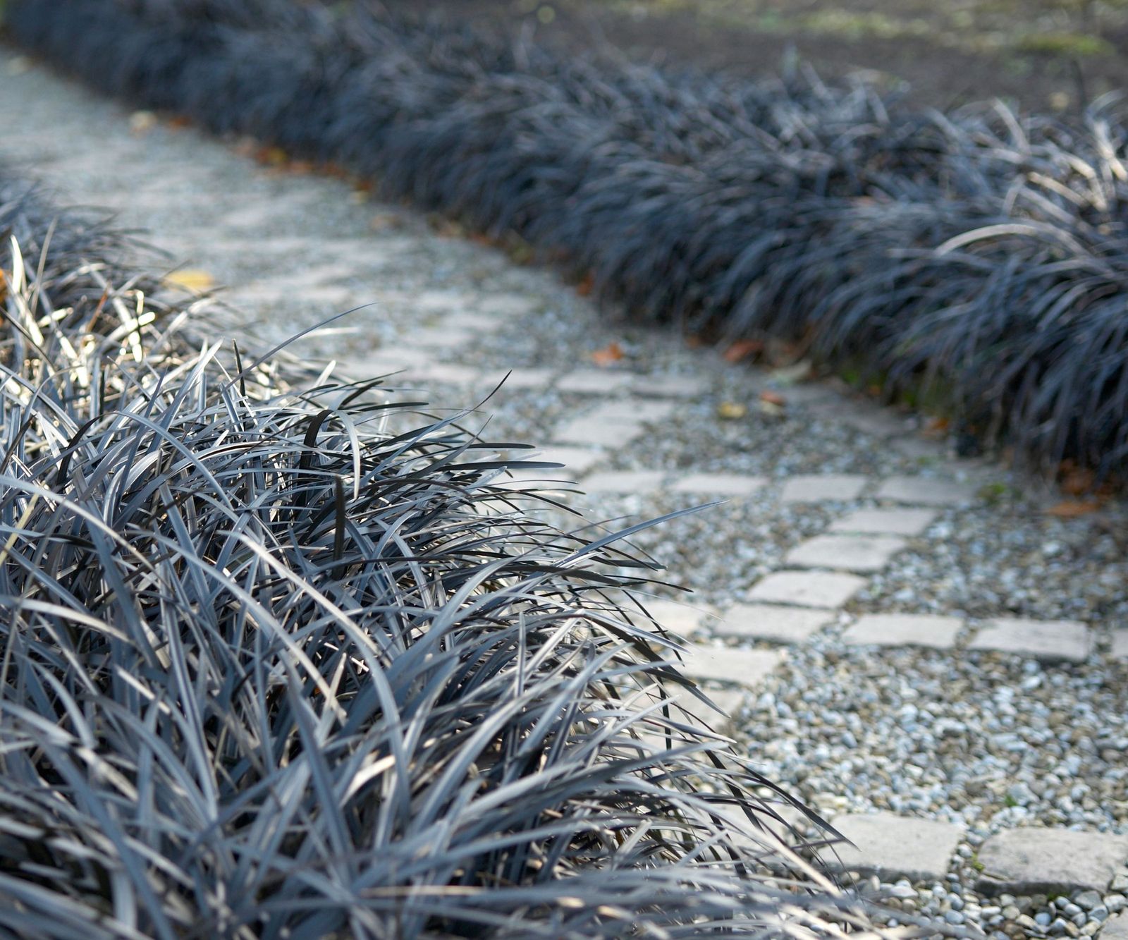 Best drought-tolerant ground cover plants: 12 low-growing plants ...