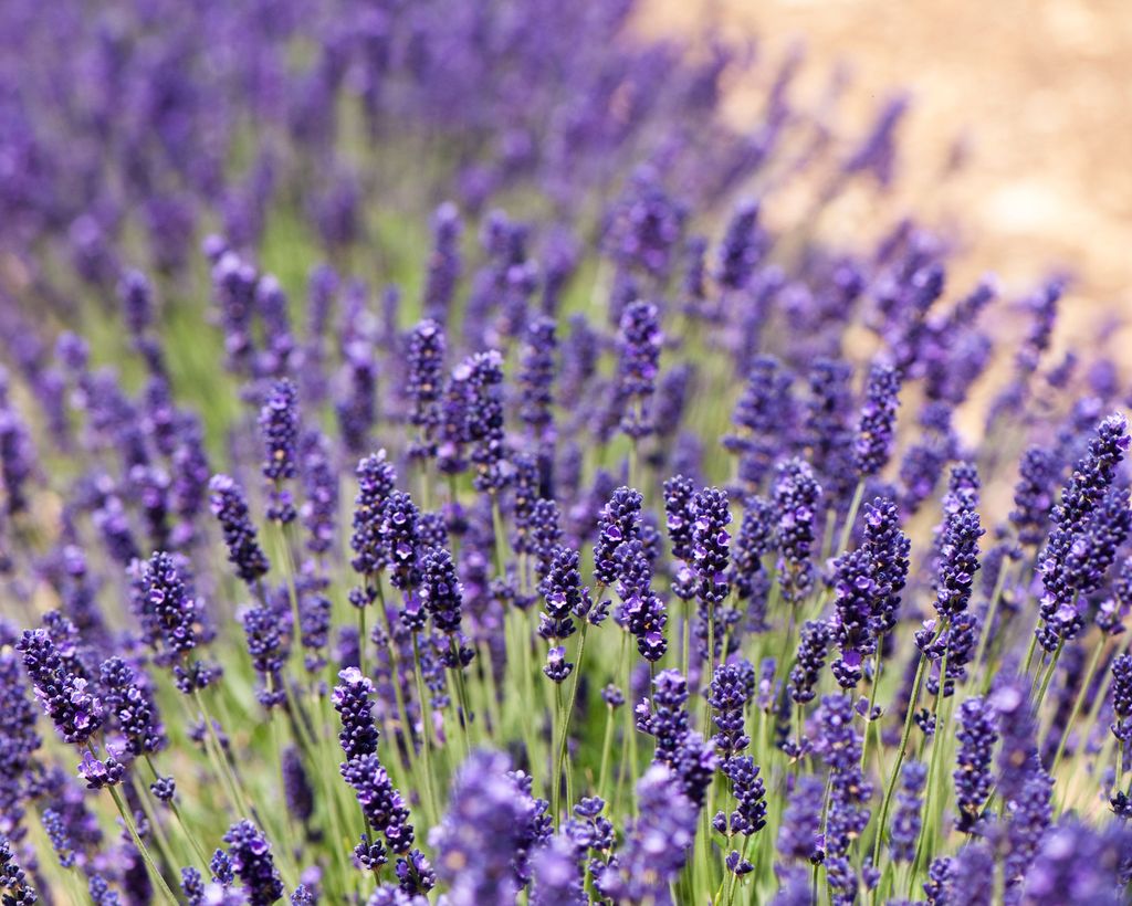 Types of lavender: 15 stunning varieties to grow | Gardeningetc