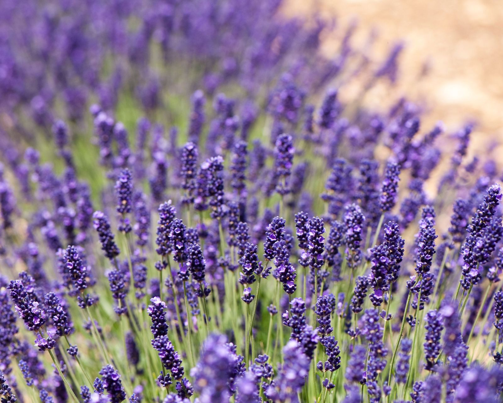 Types of lavender: 15 stunning varieties to grow | Gardeningetc