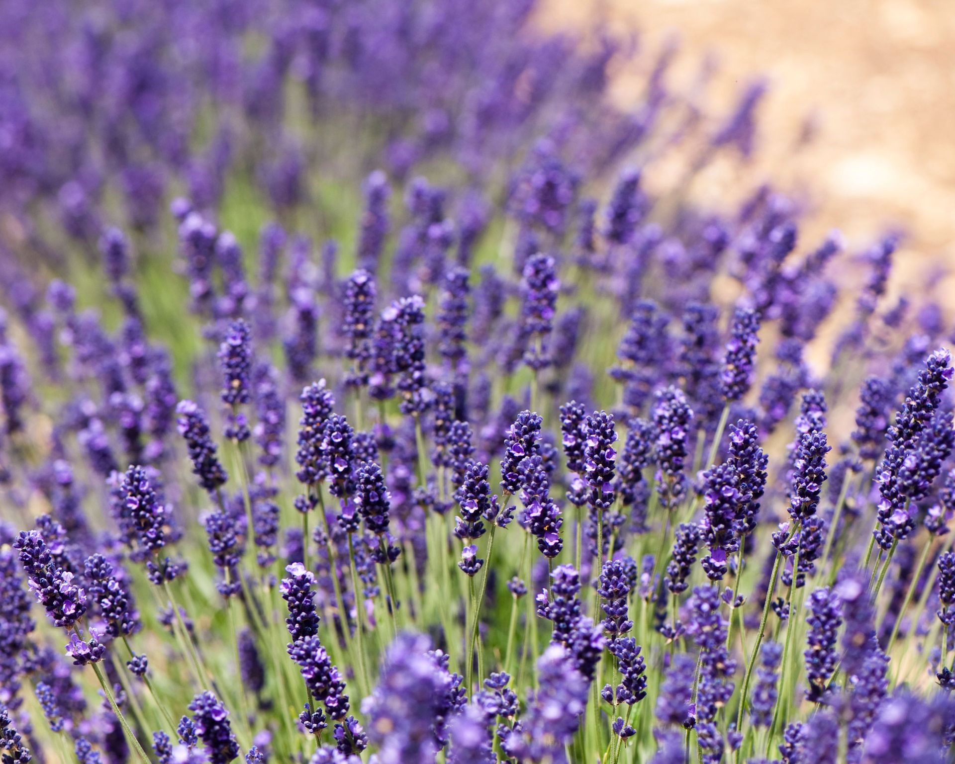 Types of lavender: 15 stunning varieties to grow | Gardeningetc