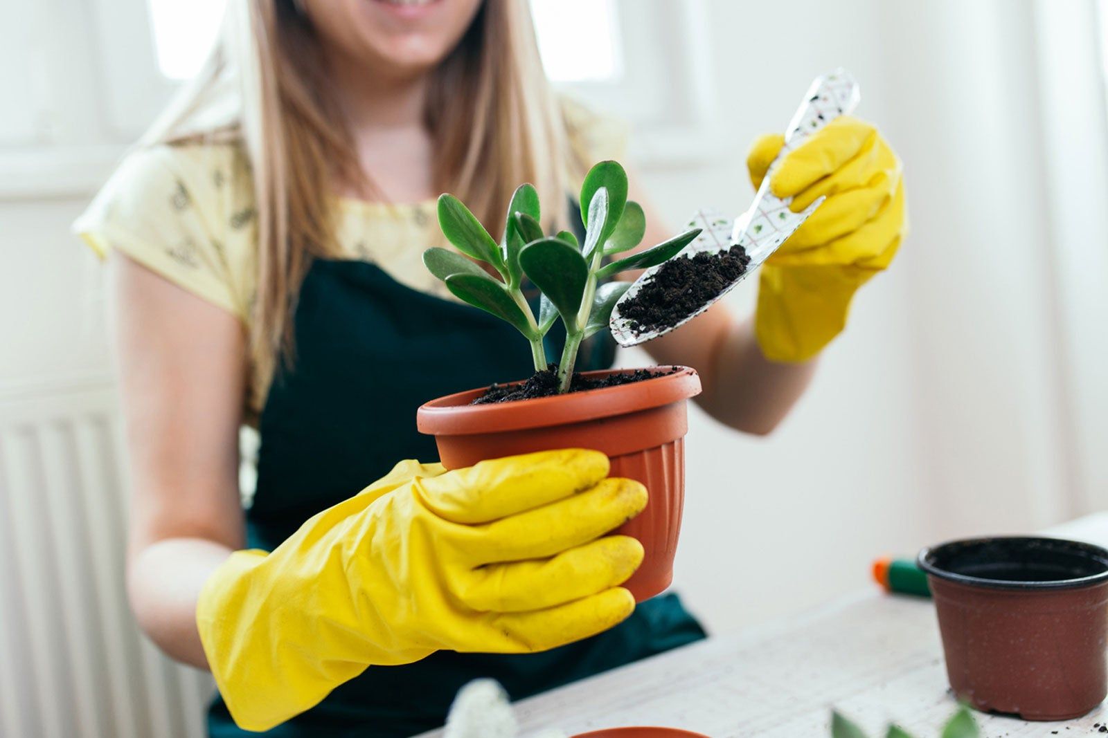 When Can I Divide Succulents – Learn About Succulent Plant Division ...