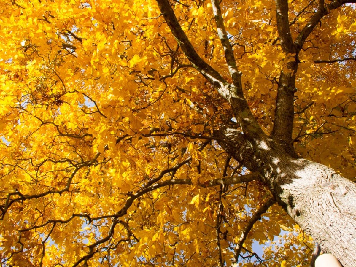 How To Grow A Pignut Hickory Tree | Gardening Know How