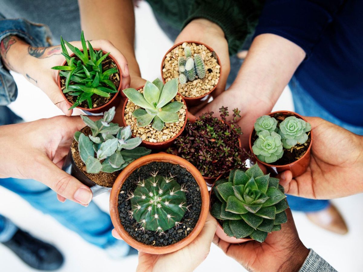 How To Host A Plant Swap: Tips For Holding A Plant Exchange | Gardening ...