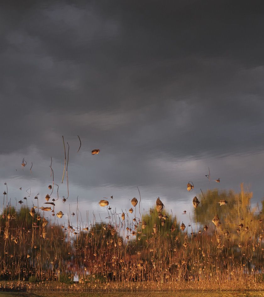 Israeli photographer Ori Gersht dives into Kyoto's gardens | Wallpaper