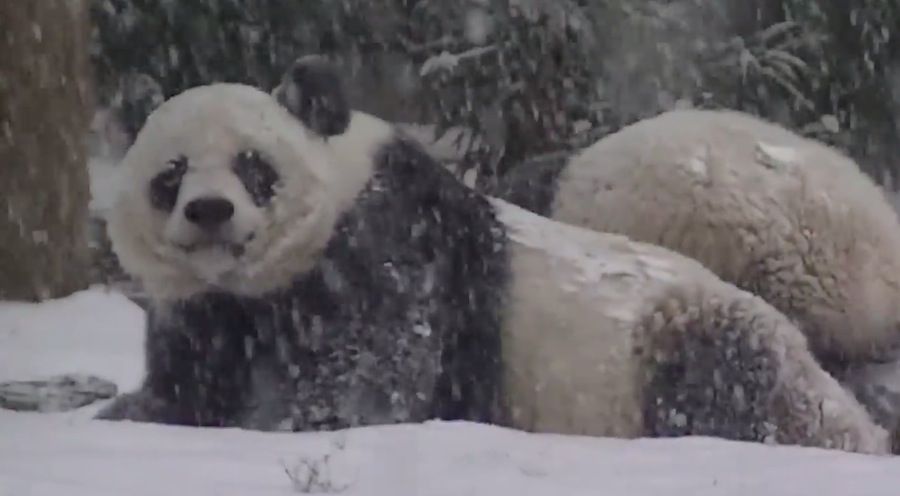 Adorable Panda Cub Gets 1st Snow Day in Washington | Live Science