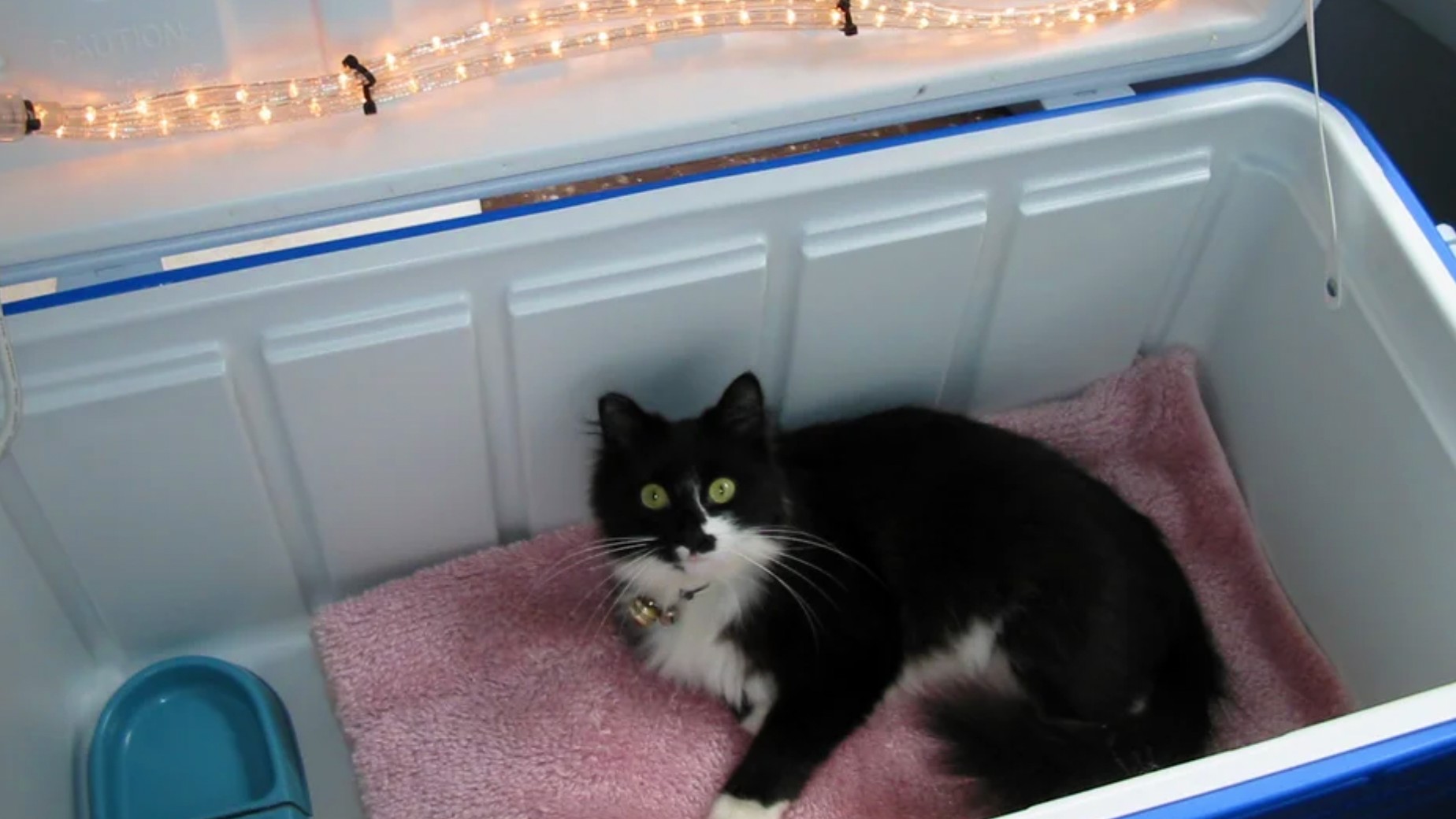 6 DIY Outdoor Cat House Ideas PetsRadar 6 DIY Outdoor Cat House Ideas PetsRadar